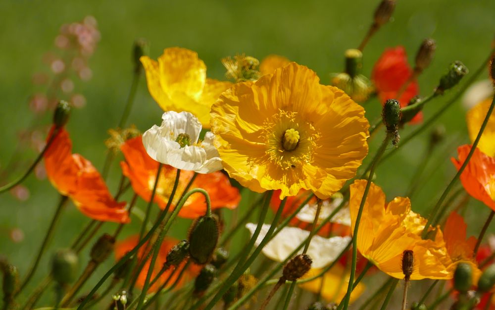 Bunter Mohn °°°° Foto & Bild | pflanzen, pilze & flechten, blüten ...