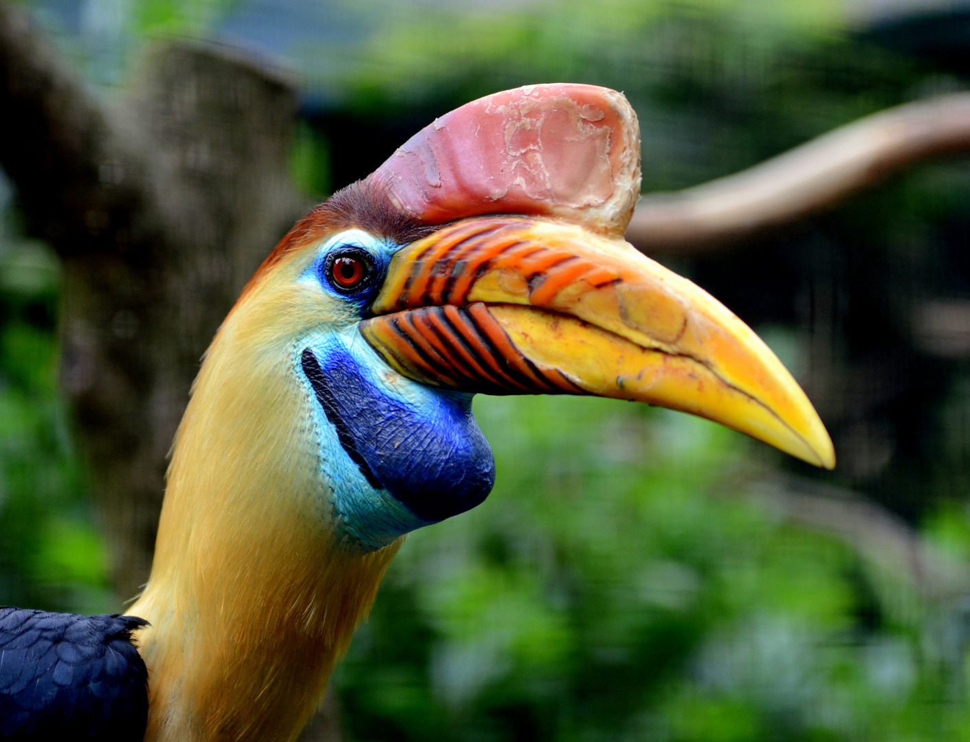 " bunter Schnabel " Foto & Bild | tiere, zoo, wildpark & falknerei ...