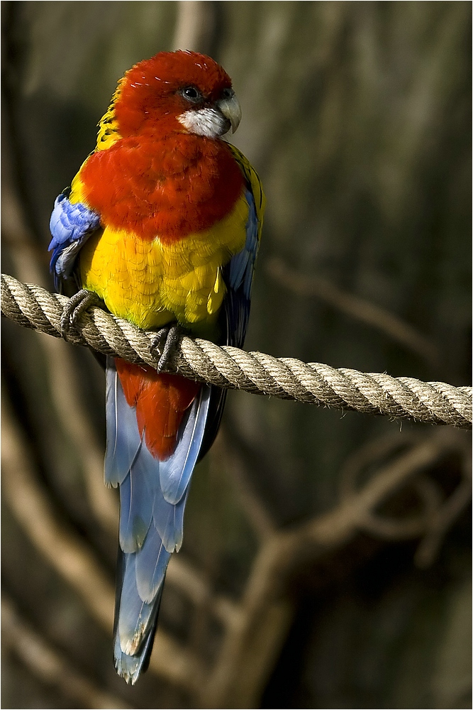 bunter Sittich Foto & Bild | tiere, zoo, wildpark & falknerei, vögel ...