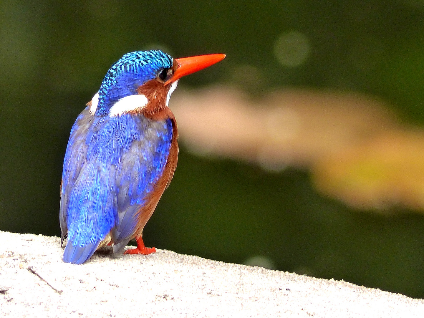 - Bunter Vogel- Foto & Bild | tiere, wildlife, wild lebende vögel ...
