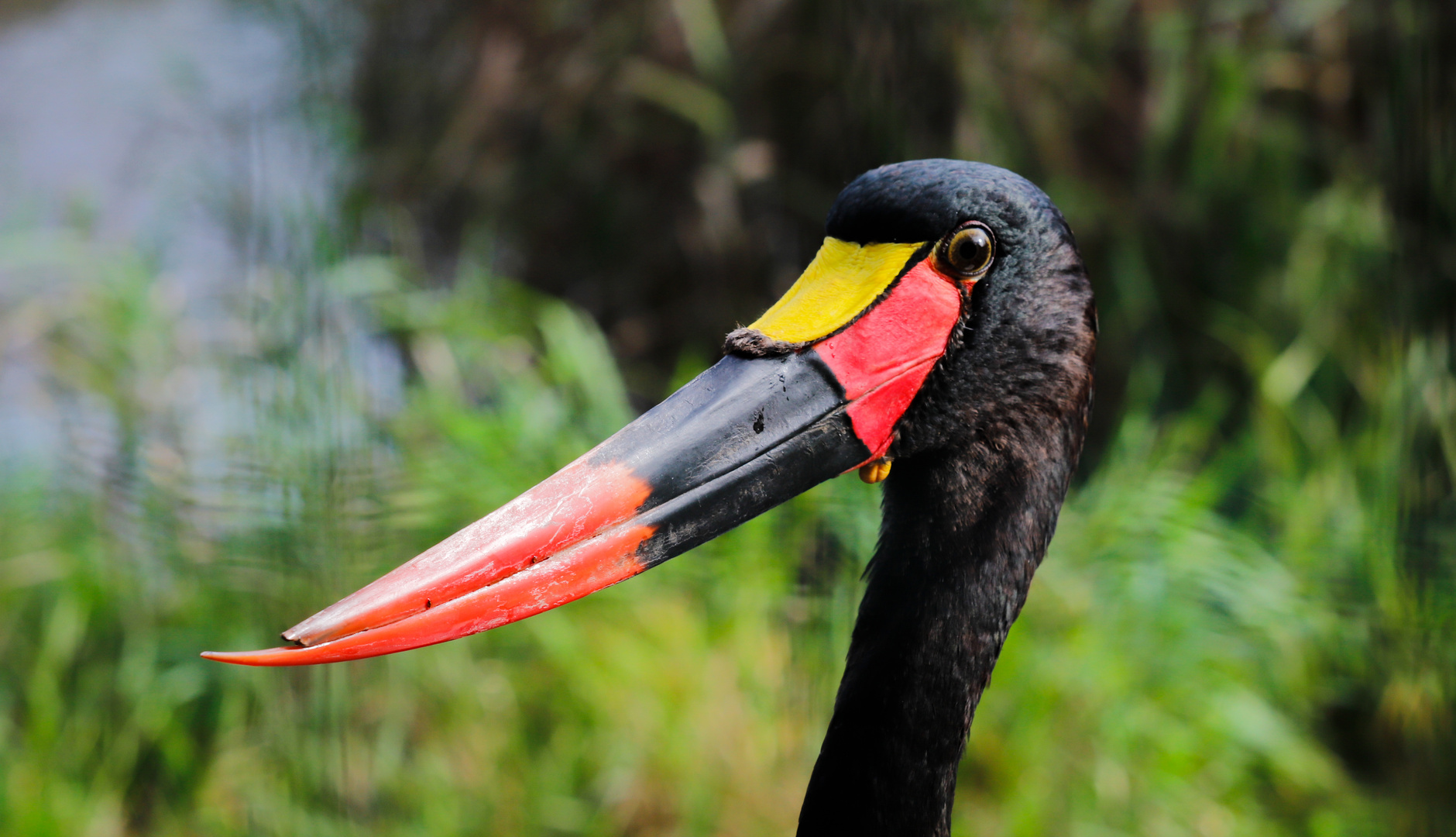 Bunter Vogel Foto & Bild | tiere, wildlife, wild lebende vögel Bilder ...