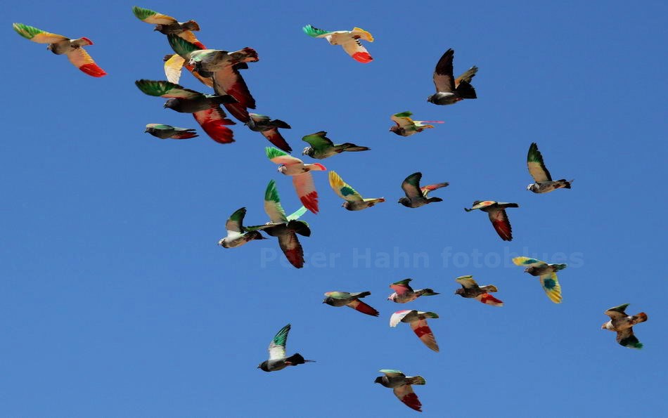Bunter Vogelflug Foto & Bild | natur, vögel, birds Bilder auf fotocommunity