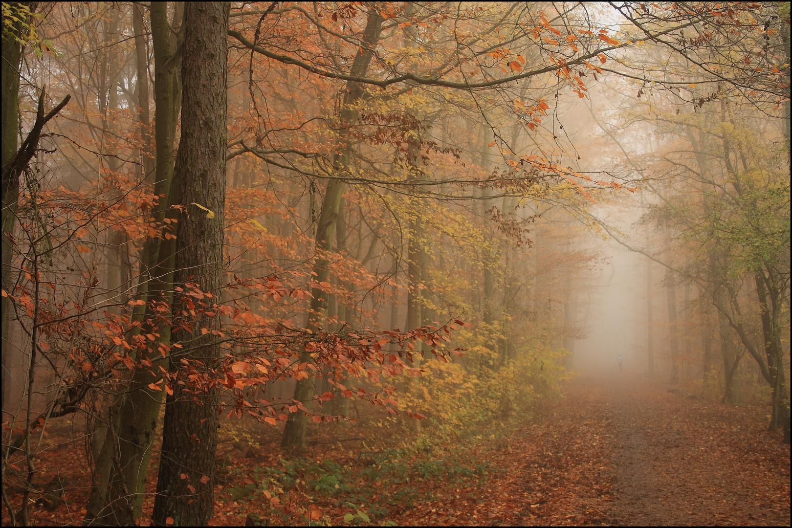 bunter wald im nebel Foto & Bild | colorfoto 3 22 - nebel, jury-voting ...