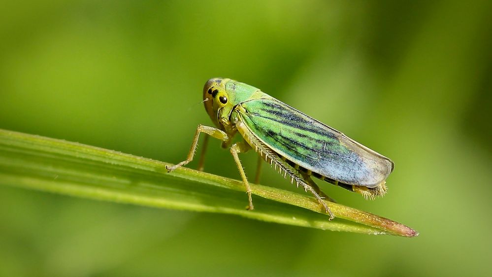 Bunter Winzling Foto & Bild | tiere, wildlife, insekten Bilder auf ...