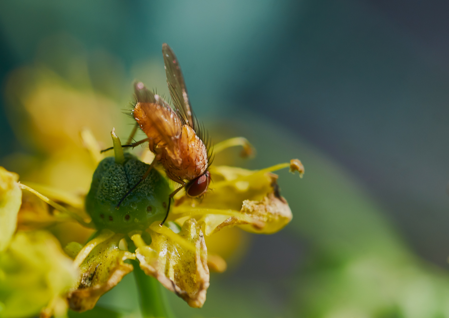 Buntes Bild mit Fliege Foto & Bild | natur, fliegen, insekten Bilder ...