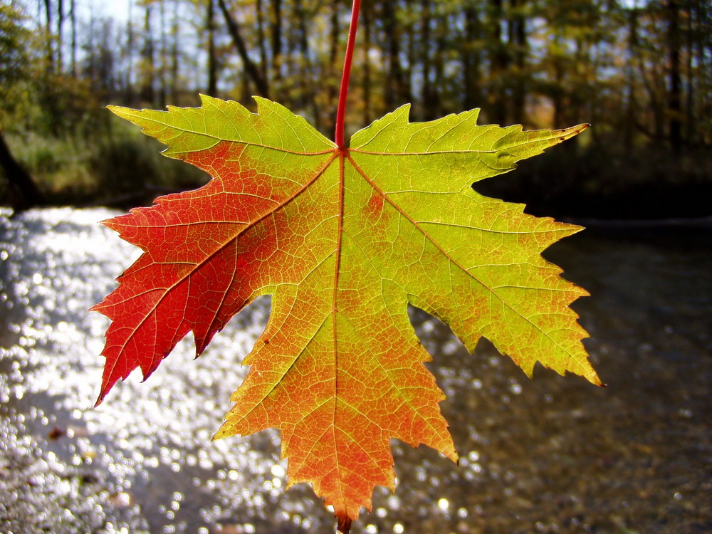 buntes Herbstblatt am Fluss Foto & Bild | jahreszeiten, herbst, laui ...