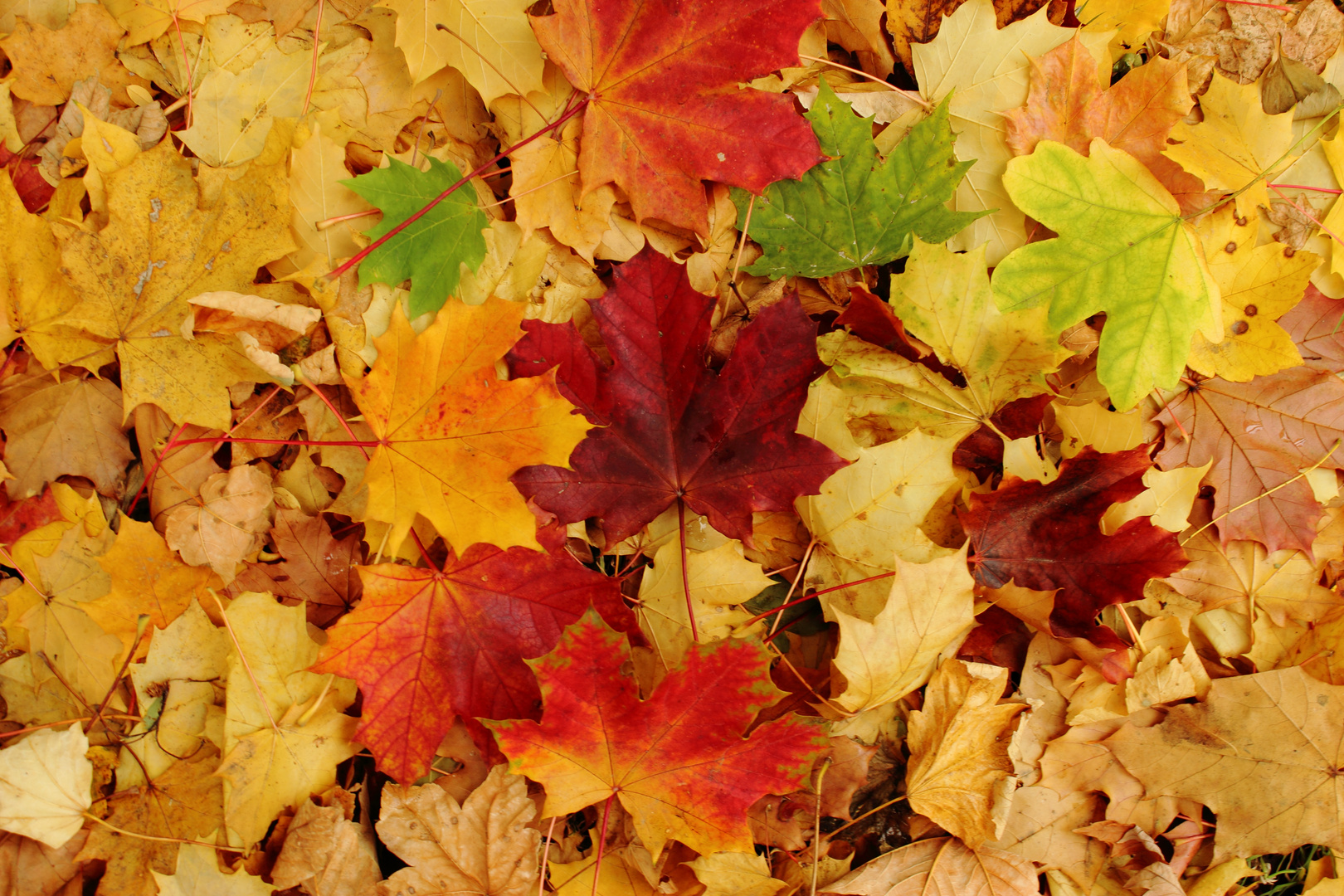 Buntes Laub Foto & Bild | jahreszeiten, herbst, laub Bilder auf ...