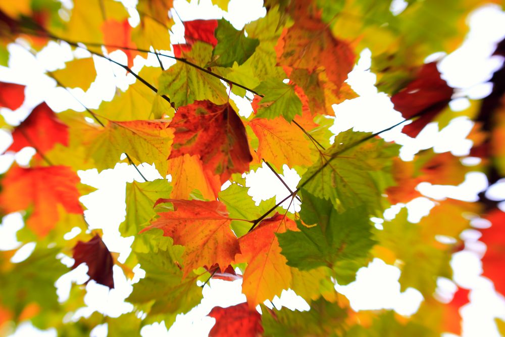buntes Laub 2 Foto & Bild | jahreszeiten, herbst, lensbaby Bilder auf ...