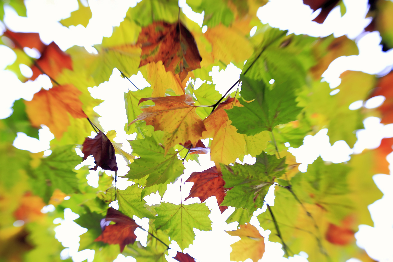 buntes Laub Foto & Bild | jahreszeiten, herbst, lensbaby Bilder auf ...