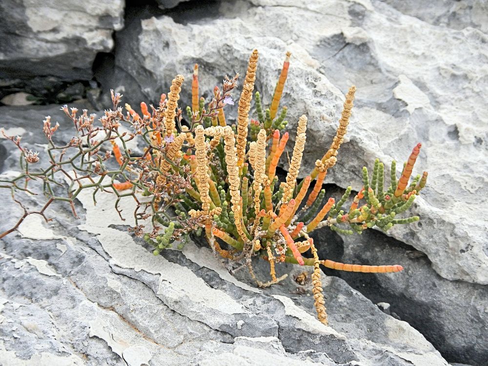 buntes Leben im kargen Fels Foto & Bild | europe, balkans, pflanzen ...