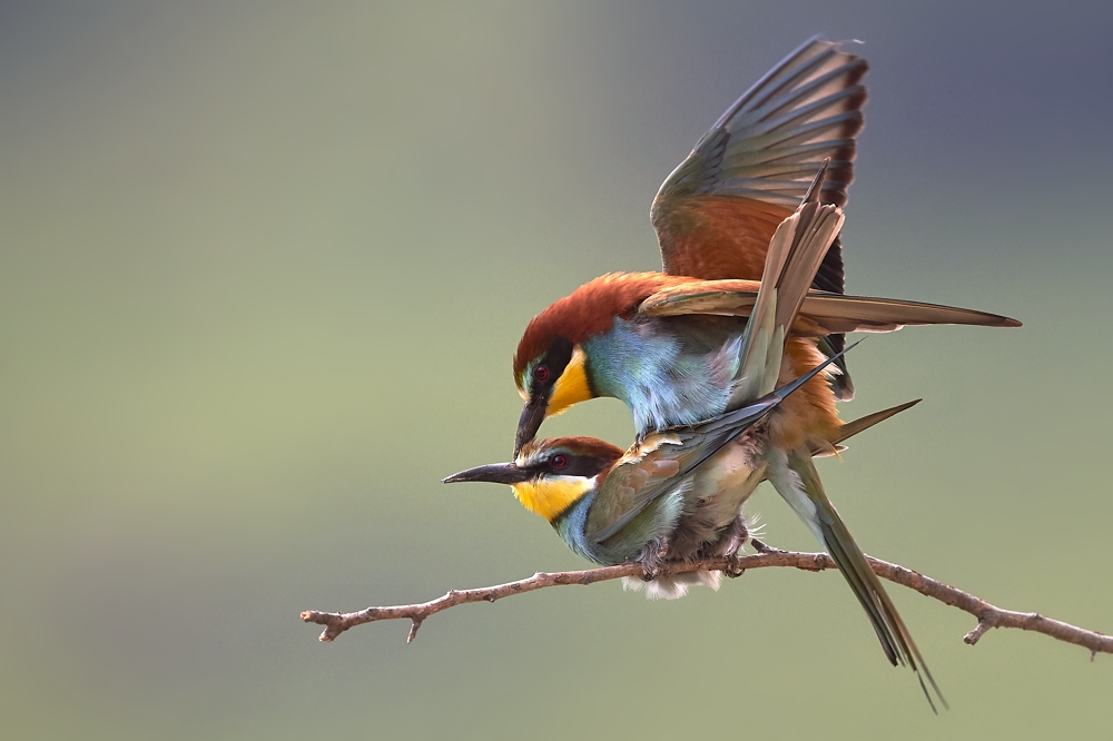 Buntes Treiben Foto & Bild | natur, vogel, tiere Bilder auf fotocommunity