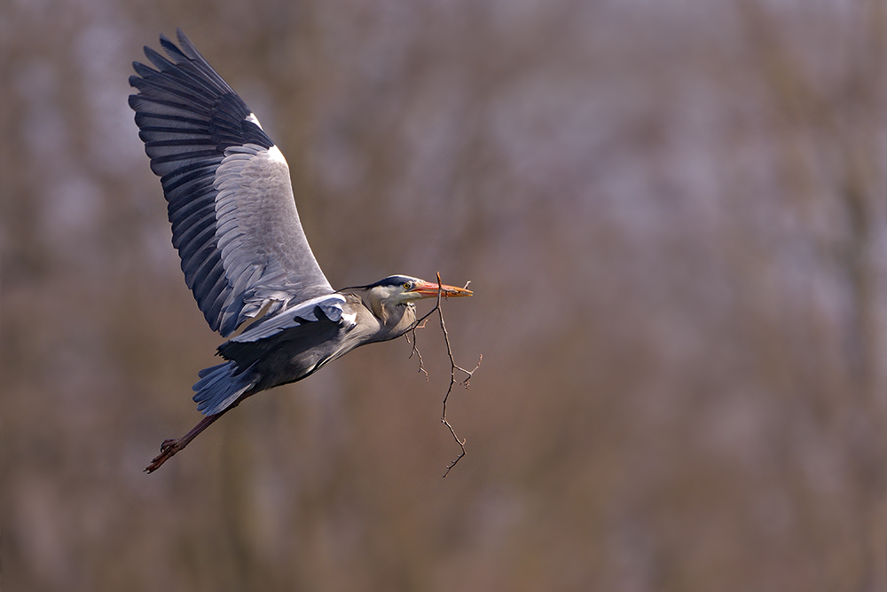 Buntes Treiben... Foto & Bild | tiere, wildlife, wild lebende vögel ...