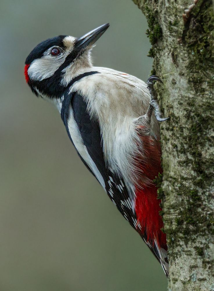 Buntspecht 002a Foto & Bild | tiere, wildlife, wild lebende vögel ...