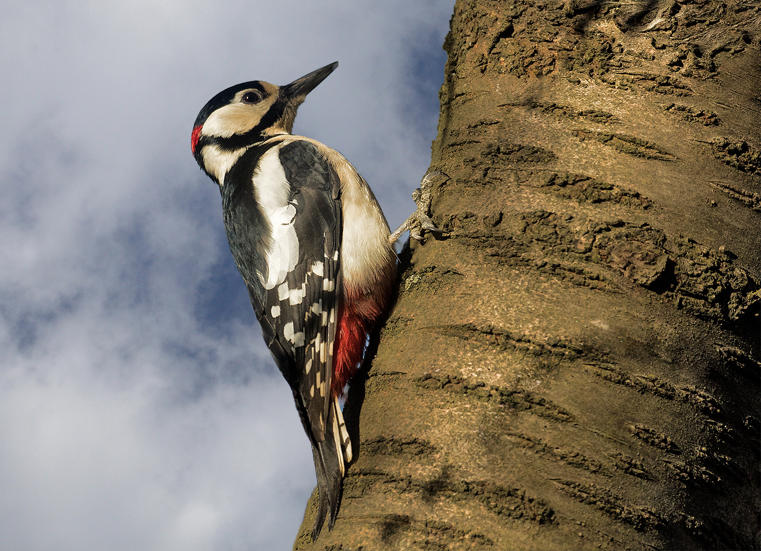 Buntspecht 004a Foto & Bild | landschaft, lebensräume, wolken Bilder ...