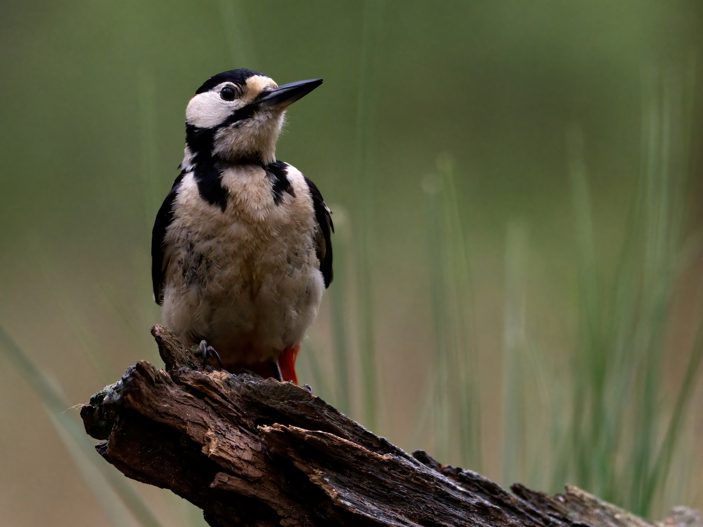 Buntspecht Foto & Bild | tiere, wildlife, wild lebende vögel Bilder auf ...
