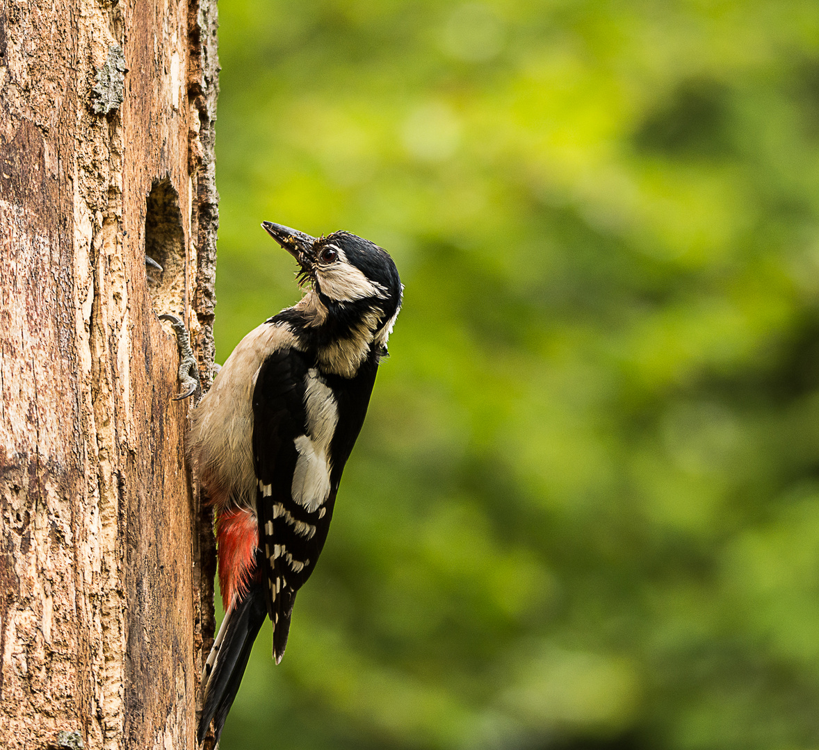 Buntspecht Foto & Bild | natur Bilder auf fotocommunity