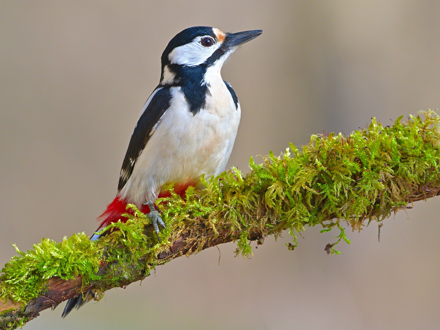 Buntspecht Foto & Bild | tiere, wildlife, wild lebende vögel Bilder auf ...