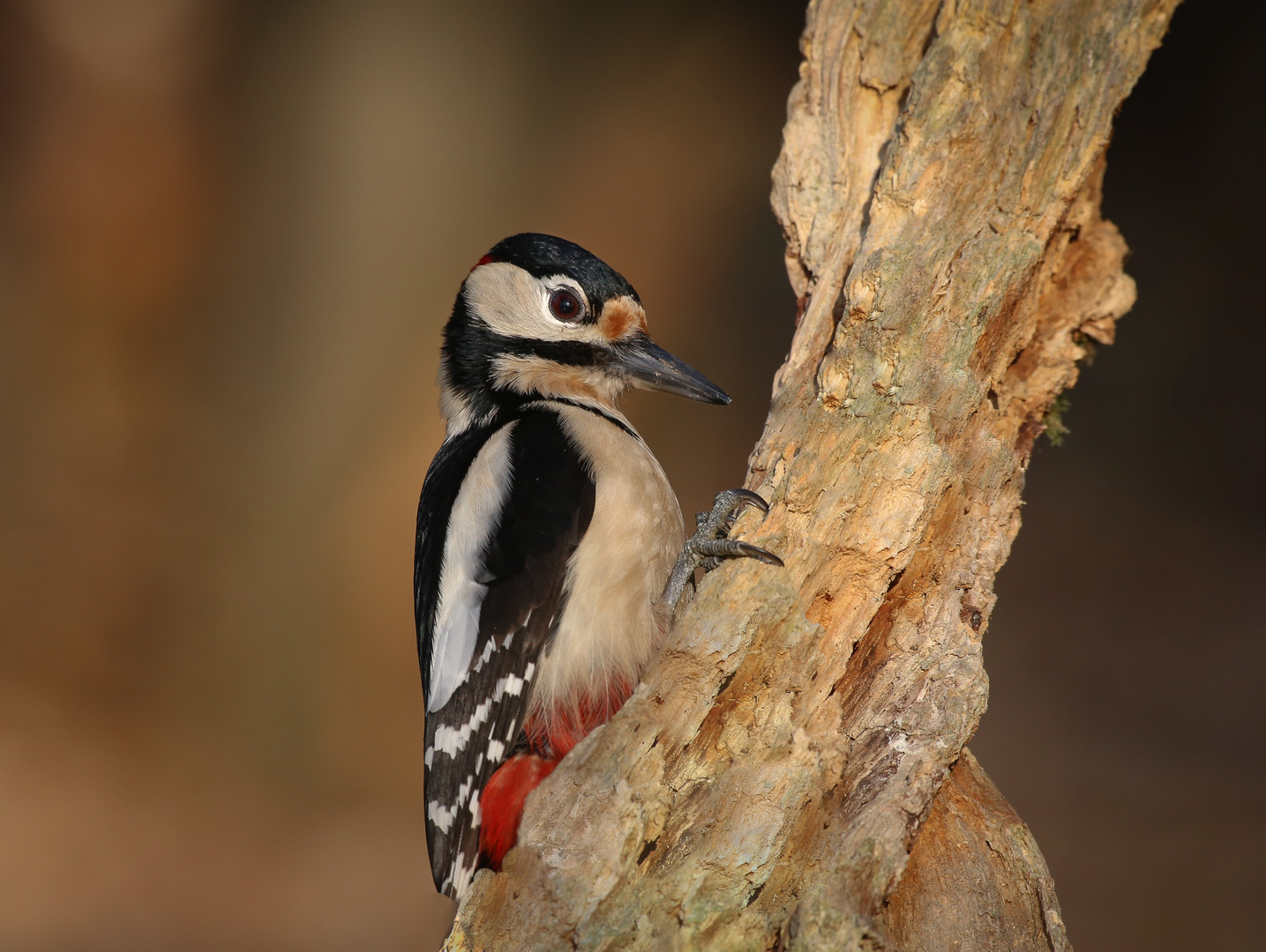 Buntspecht Foto & Bild | tiere, wildlife, wild lebende vögel Bilder auf ...