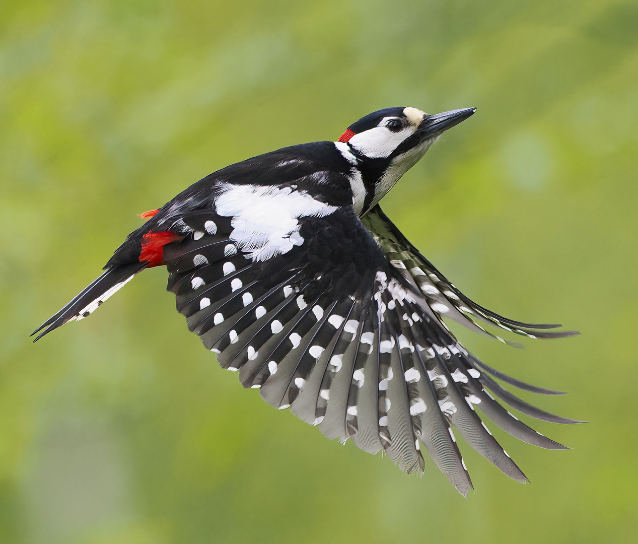 Buntspecht Foto & Bild | tiere, wildlife, wild lebende vögel Bilder auf fotocommunity