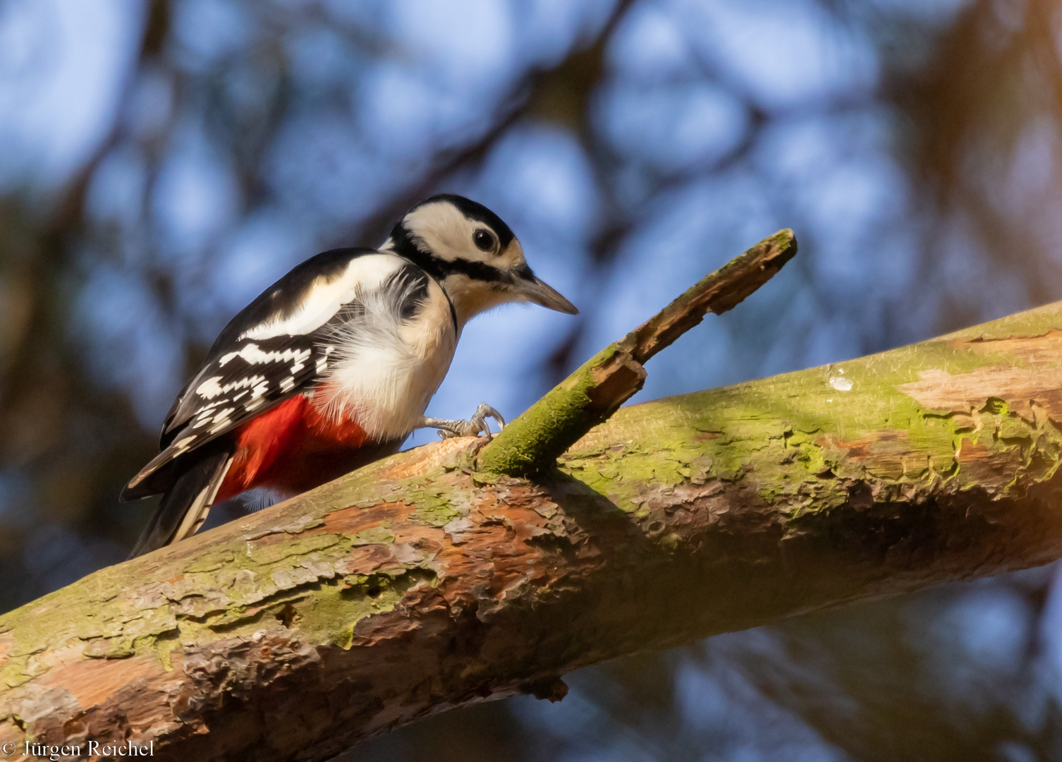 Buntspecht Foto & Bild | tiere, wildlife, wild lebende vögel Bilder auf ...