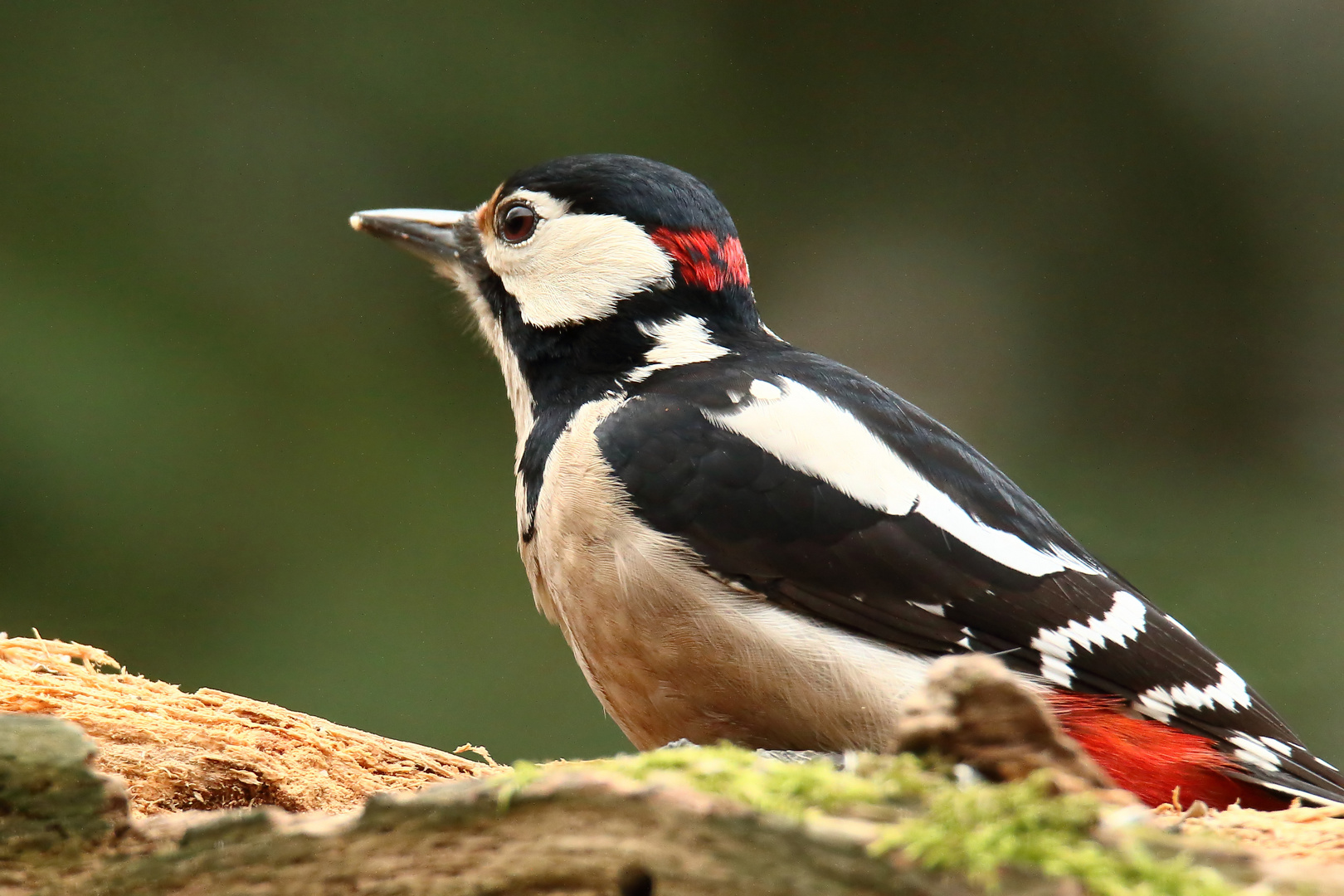 Buntspecht Foto & Bild | tiere, wildlife, natur Bilder auf fotocommunity