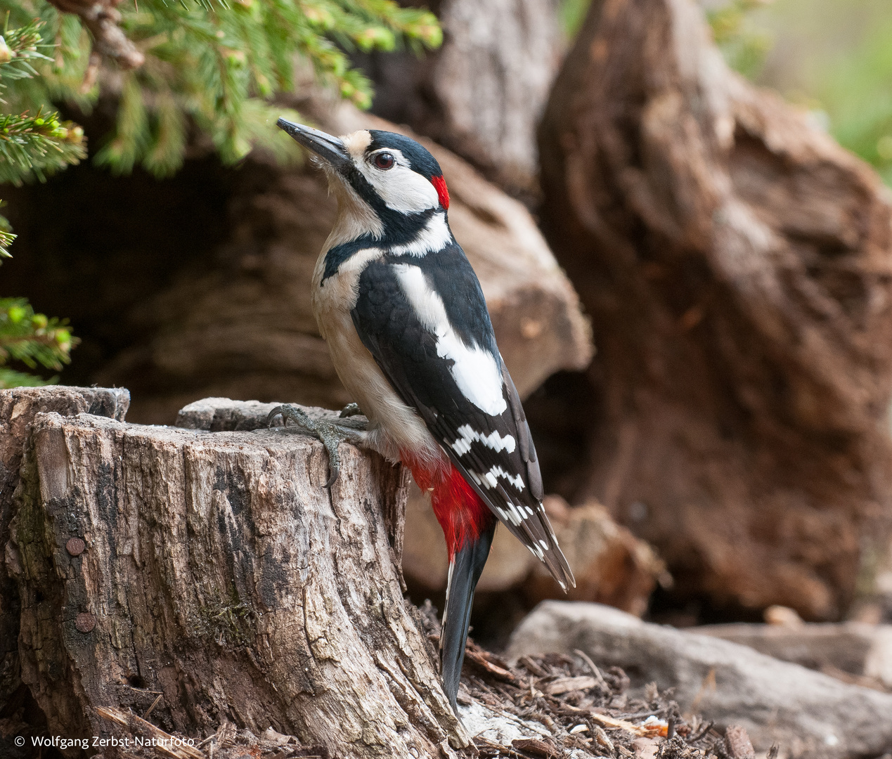 ". Buntspecht " Foto & Bild | fotos, world, natur Bilder auf fotocommunity