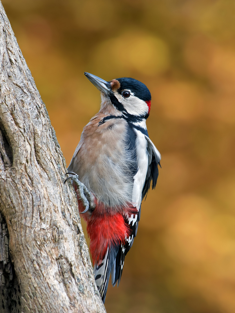 Buntspecht Foto & Bild | natur, herbst, farben Bilder auf fotocommunity