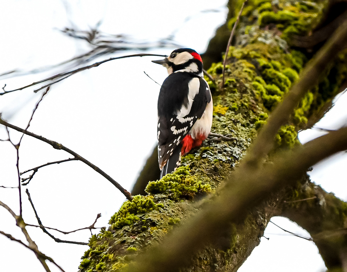 Buntspecht Foto & Bild | tiere, wildlife, wild lebende vögel Bilder auf ...