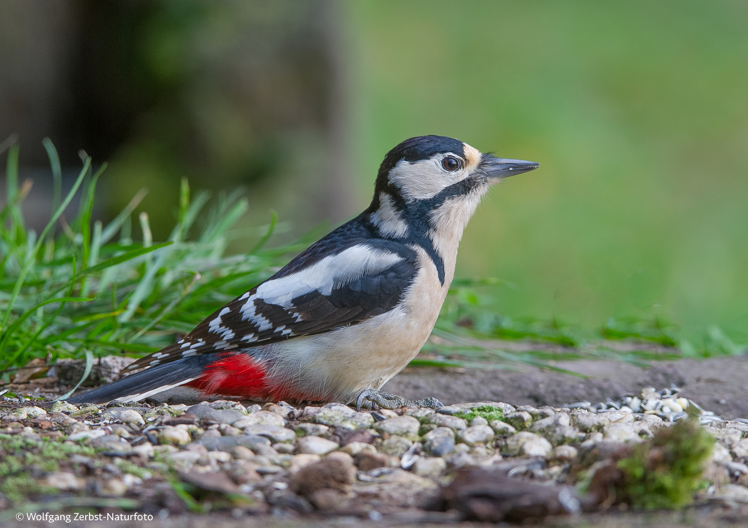 Buntspecht 3 --- Foto & Bild | fotos, natur, landschaft Bilder auf ...