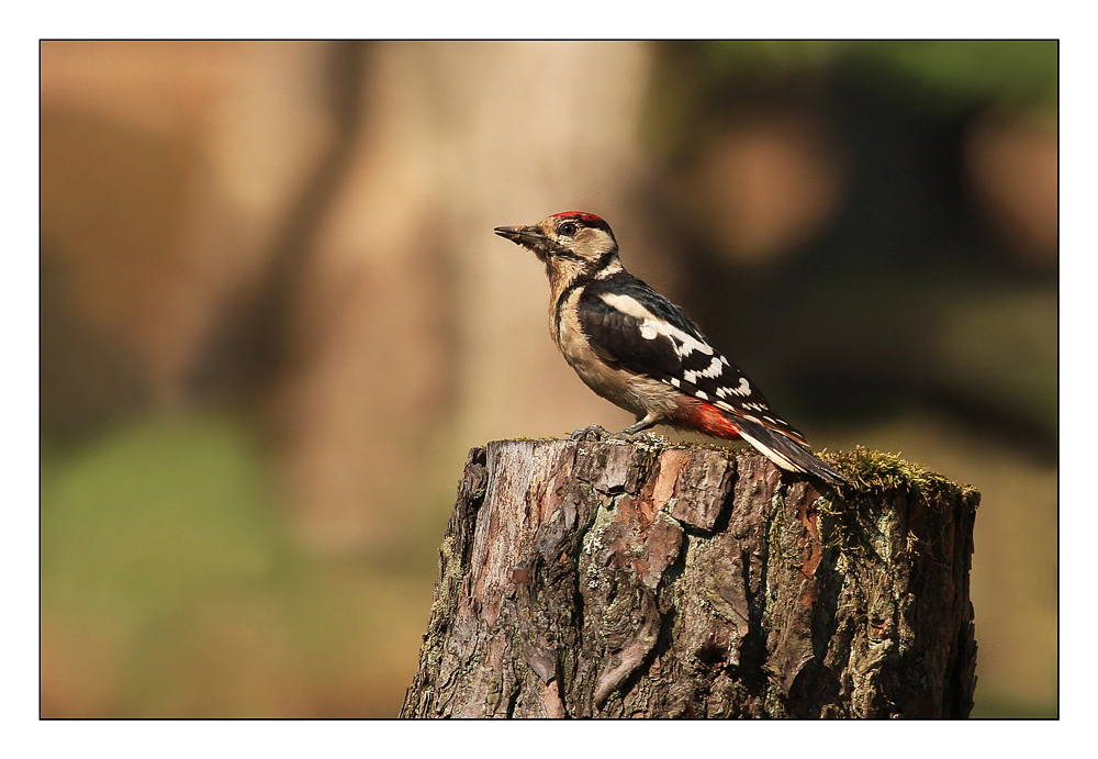 Buntspecht Foto & Bild | natur, tiere, wildlife Bilder auf fotocommunity