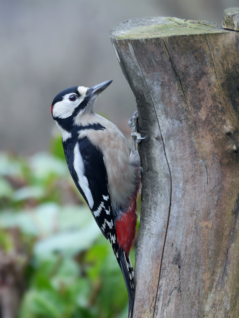 Buntspecht Foto & Bild | tiere, vögel, buntspecht Bilder auf fotocommunity