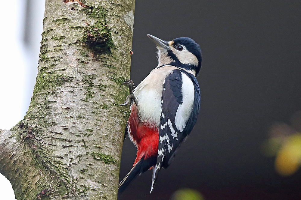Buntspecht Foto & Bild | meisen, spechte , natur, vögel Bilder auf ...