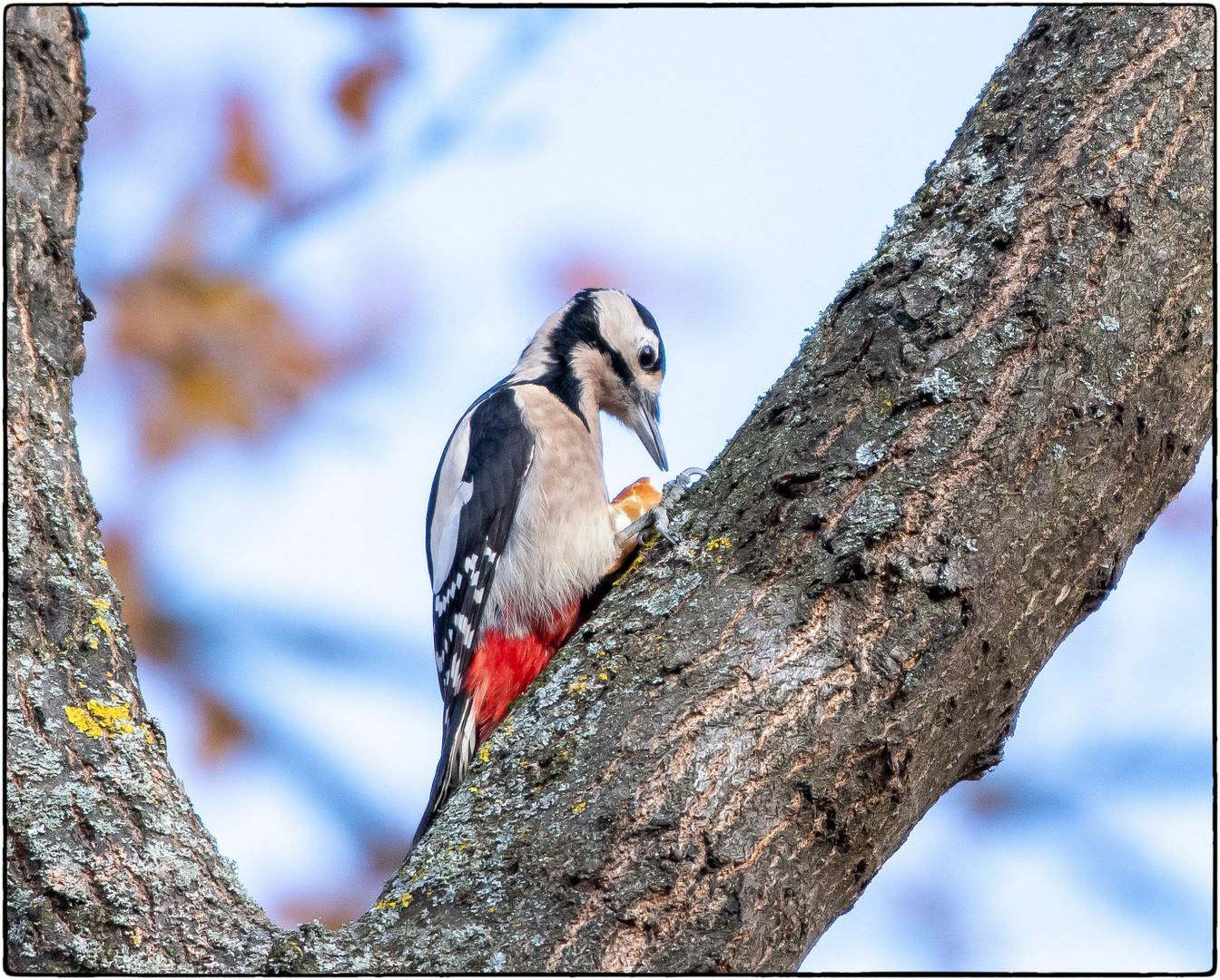 Buntspecht 5 Foto & Bild | tiere, wildlife, wild lebende vögel Bilder ...