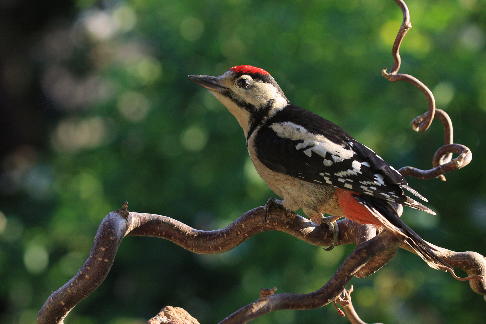 Buntspecht Foto & Bild | tiere, wildlife, wild lebende vögel Bilder auf ...