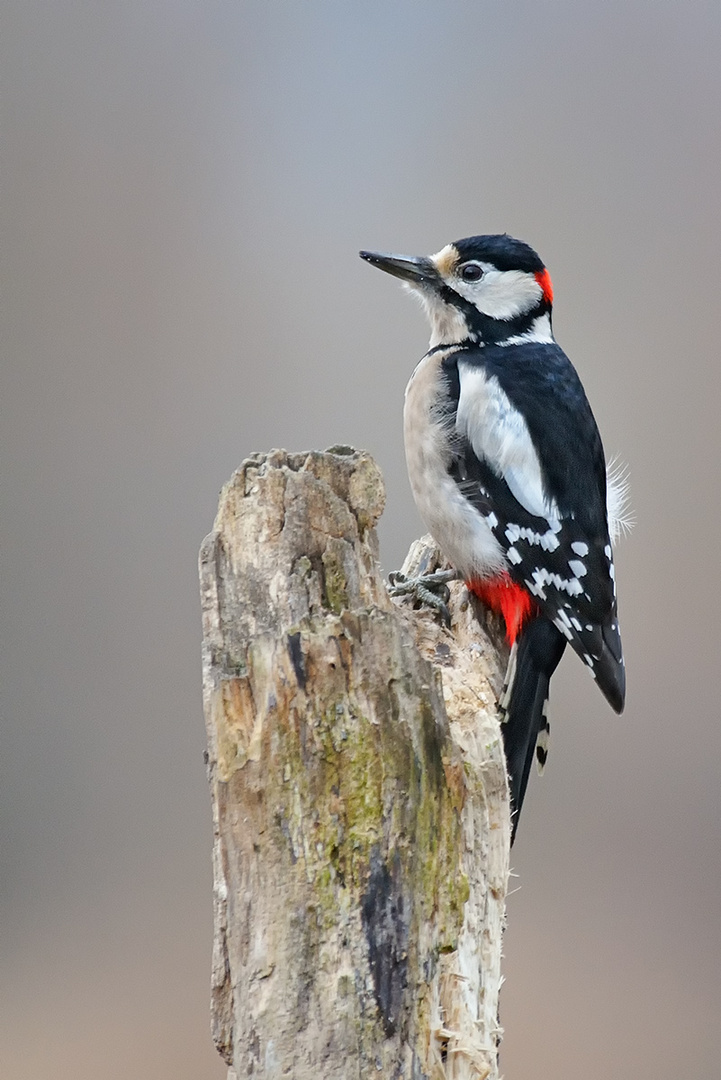 Buntspecht Foto & Bild | tiere, wildlife, wild lebende vögel Bilder auf ...