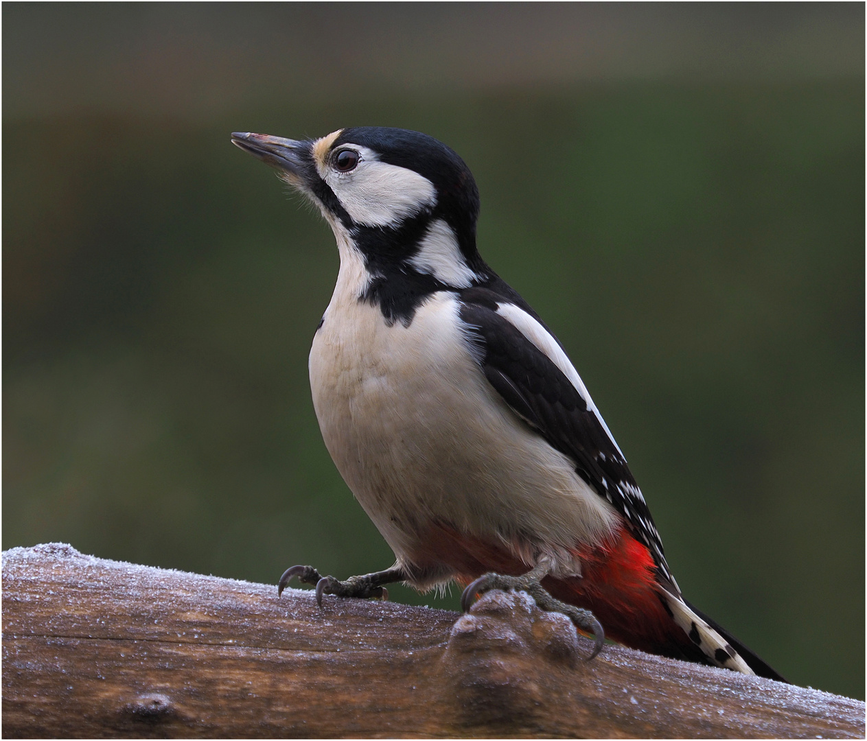 Buntspecht..... Foto & Bild | natur, herbst, nahaufnahme Bilder auf ...