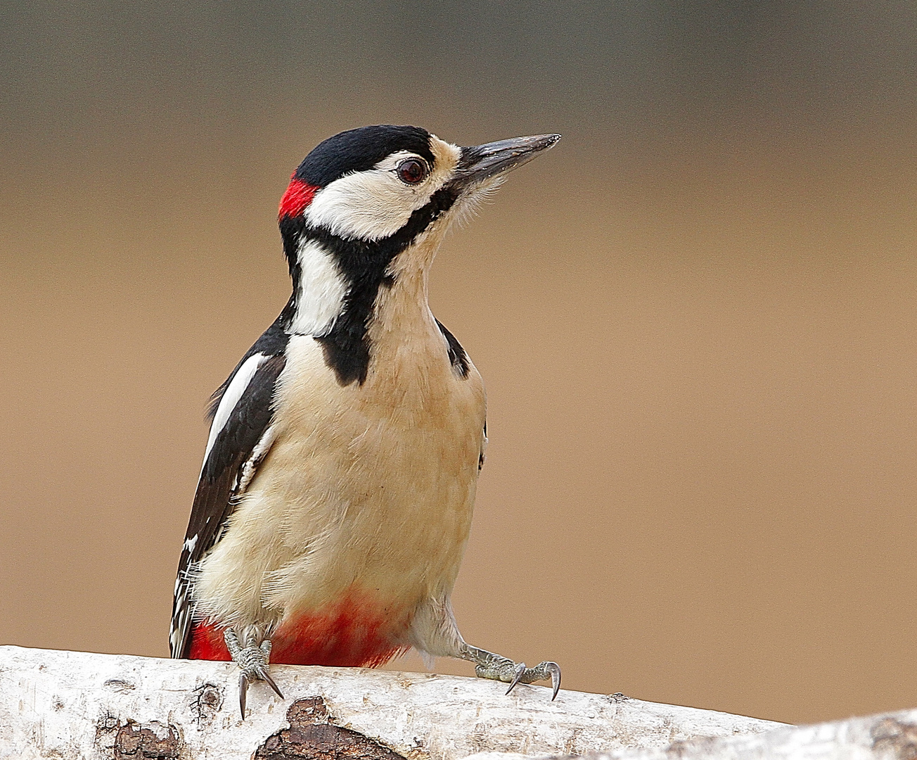 Buntspecht Foto & Bild | tiere, wildlife, wild lebende vögel Bilder auf ...