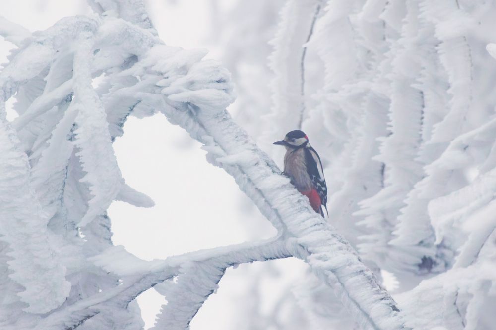Buntspecht Foto & Bild | januar, winter, eis Bilder auf fotocommunity