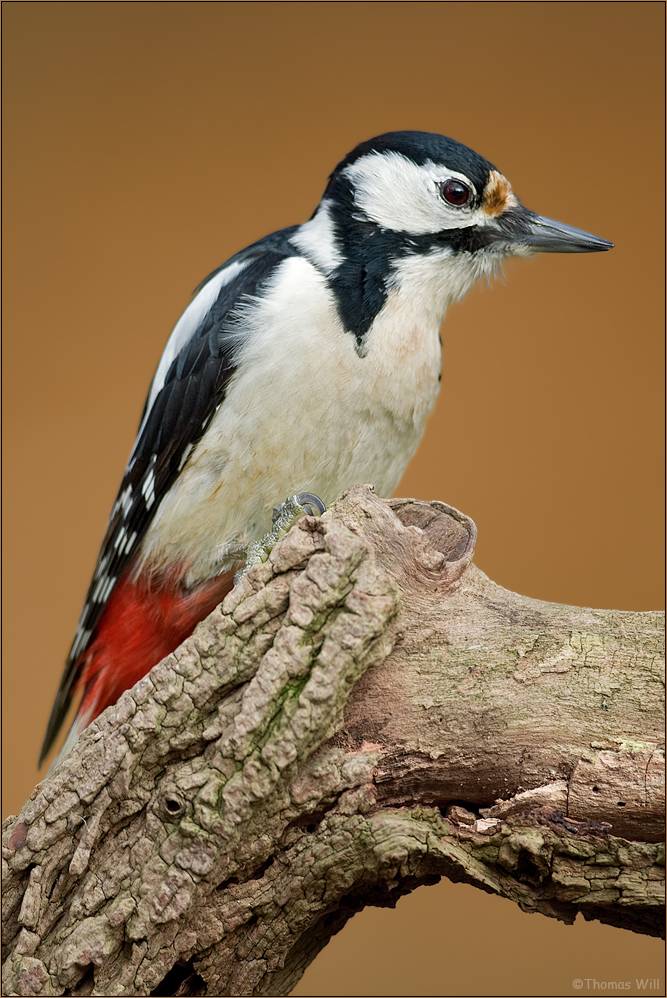 [ Buntspecht ] Foto & Bild | tiere, wildlife, wild lebende vögel Bilder ...