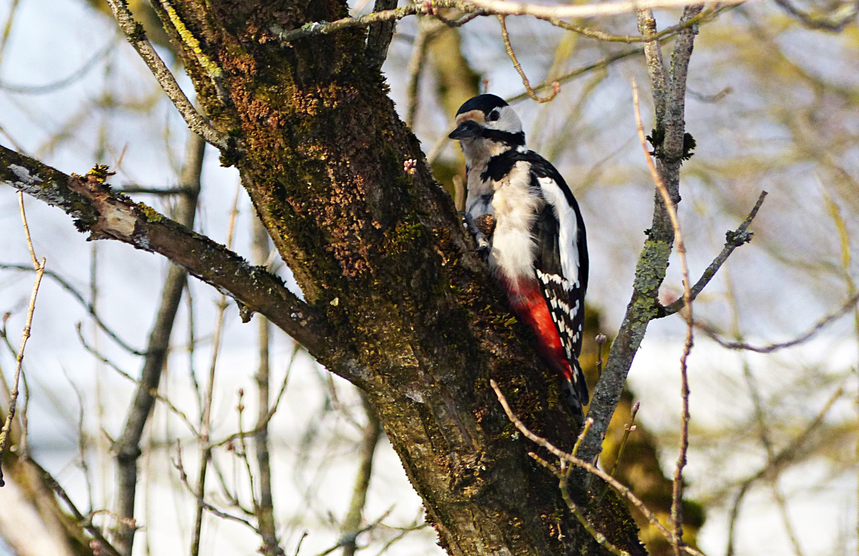 Buntspecht Foto & Bild | deutschland, europe, bayern Bilder auf ...