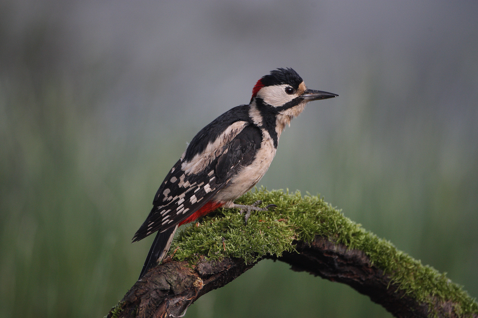 Buntspecht Foto & Bild | natur, vögel, wildlife Bilder auf fotocommunity