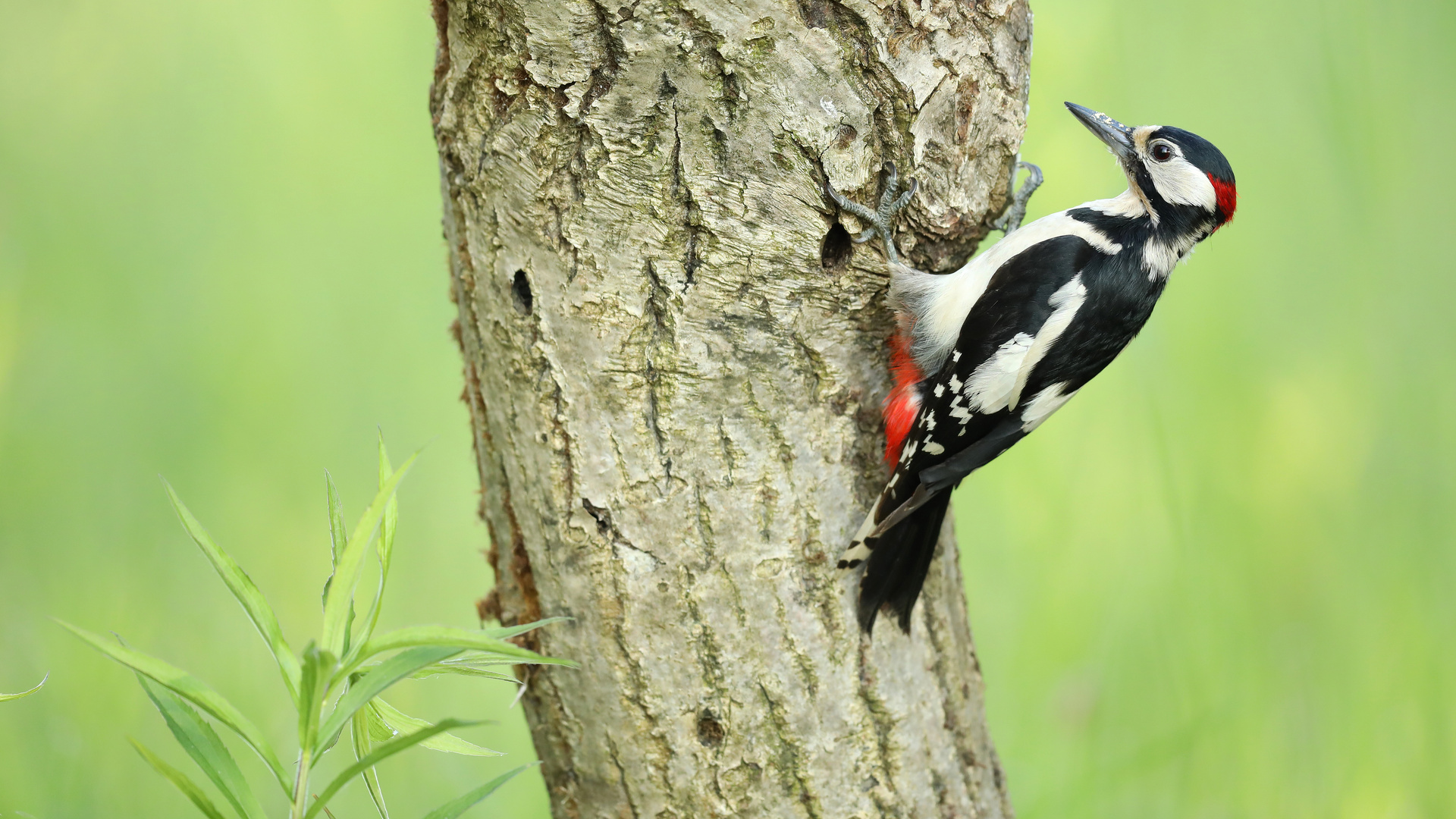 BUNTSPECHT ... Foto & Bild | tiere, wildlife, wild lebende vögel Bilder ...