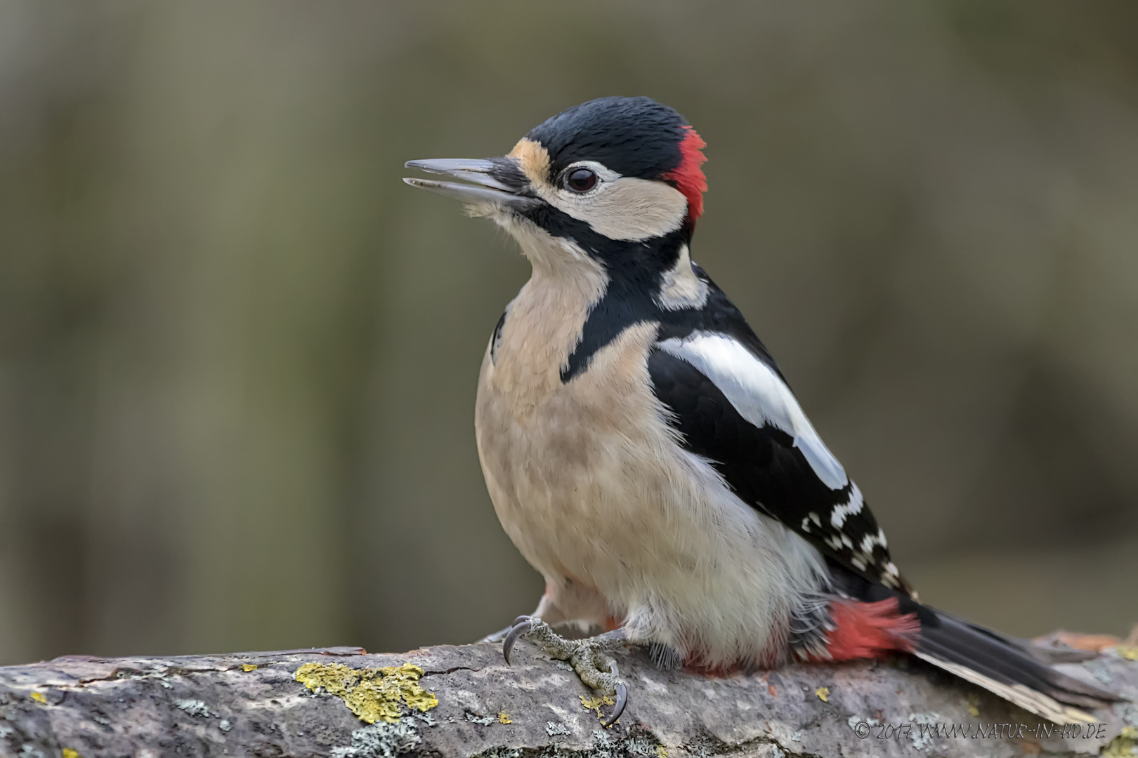 Buntspecht . . . Foto & Bild | natur, vögel, wildlife Bilder auf ...