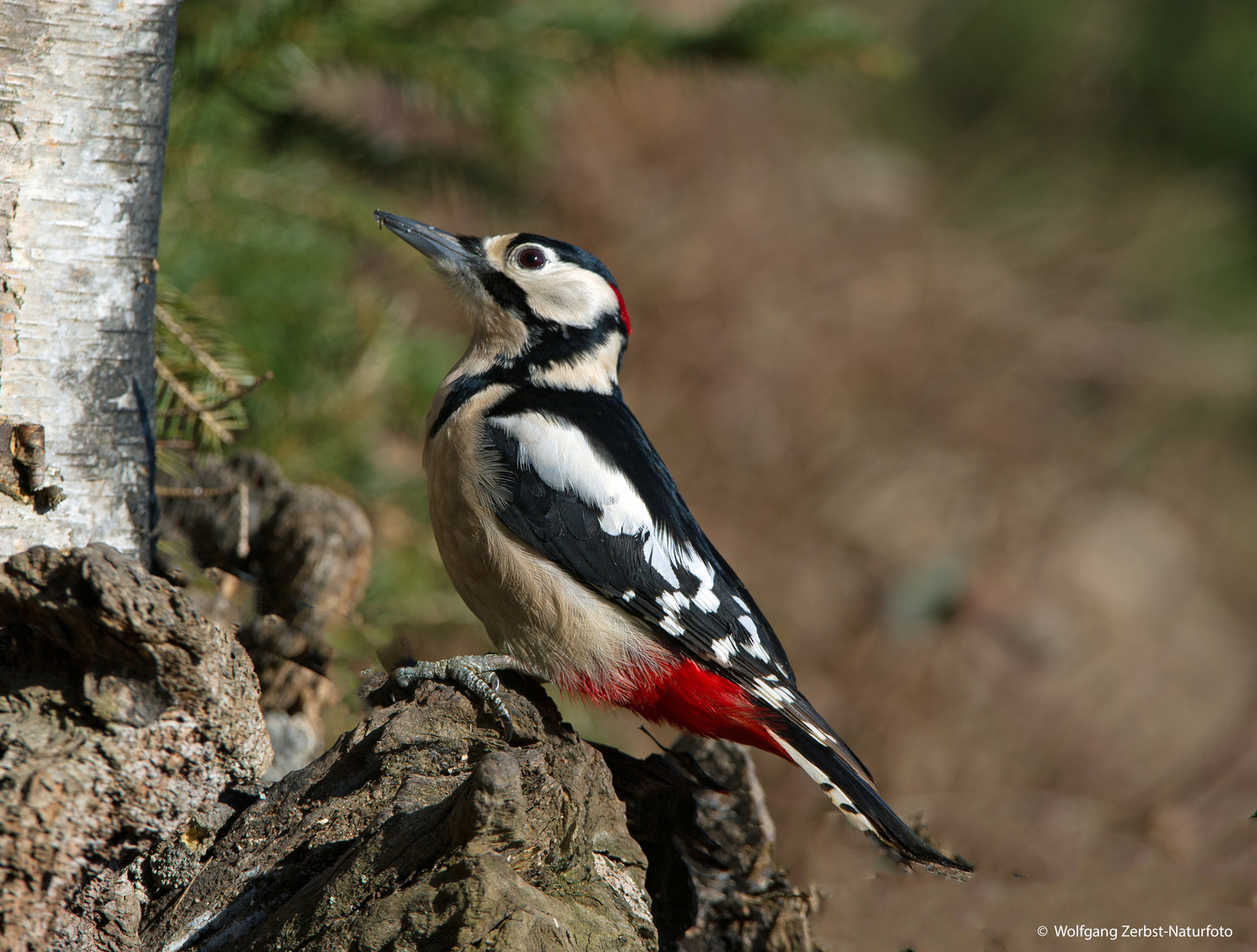 Buntspecht --- Foto & Bild | fotos, natur, tiere Bilder auf fotocommunity