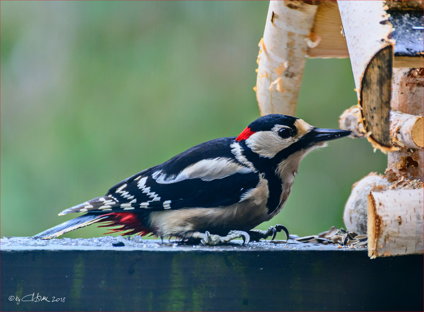 Buntspecht Foto & Bild | natur, tiere, vögel Bilder auf fotocommunity