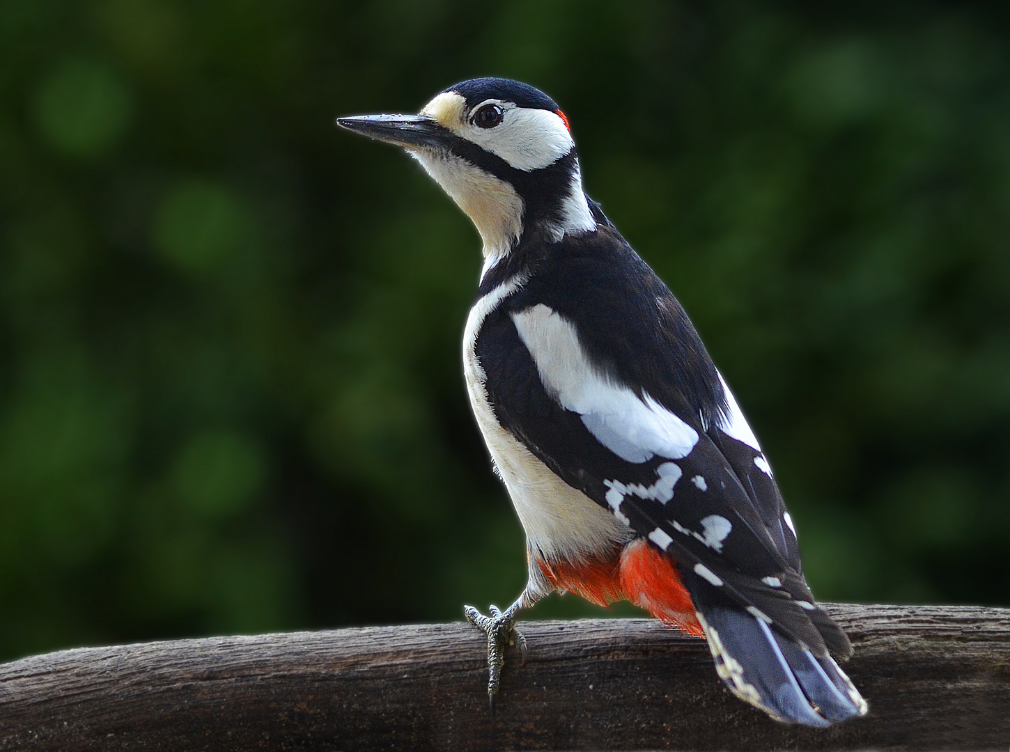 Buntspecht Foto & Bild | tiere, wildlife, wildlife luder-futterplätze ...