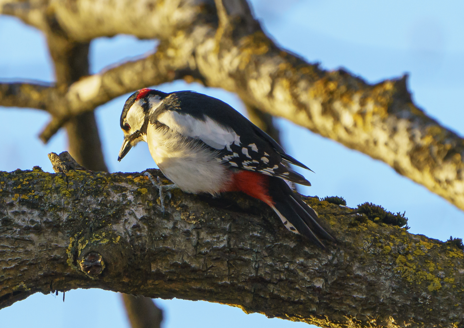 Buntspecht Foto & Bild | deutschland, europe, bayern Bilder auf ...