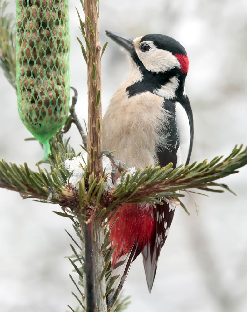 Buntspecht Foto & Bild | tiere, wildlife, wildlife luder-futterplätze ...
