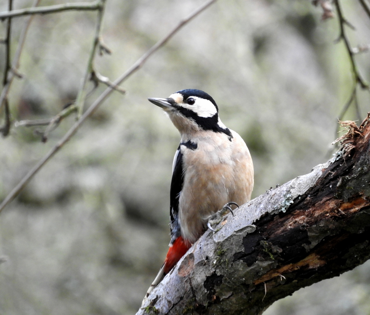 Buntspecht Foto & Bild | tiere, wildlife, wild lebende vögel Bilder auf ...