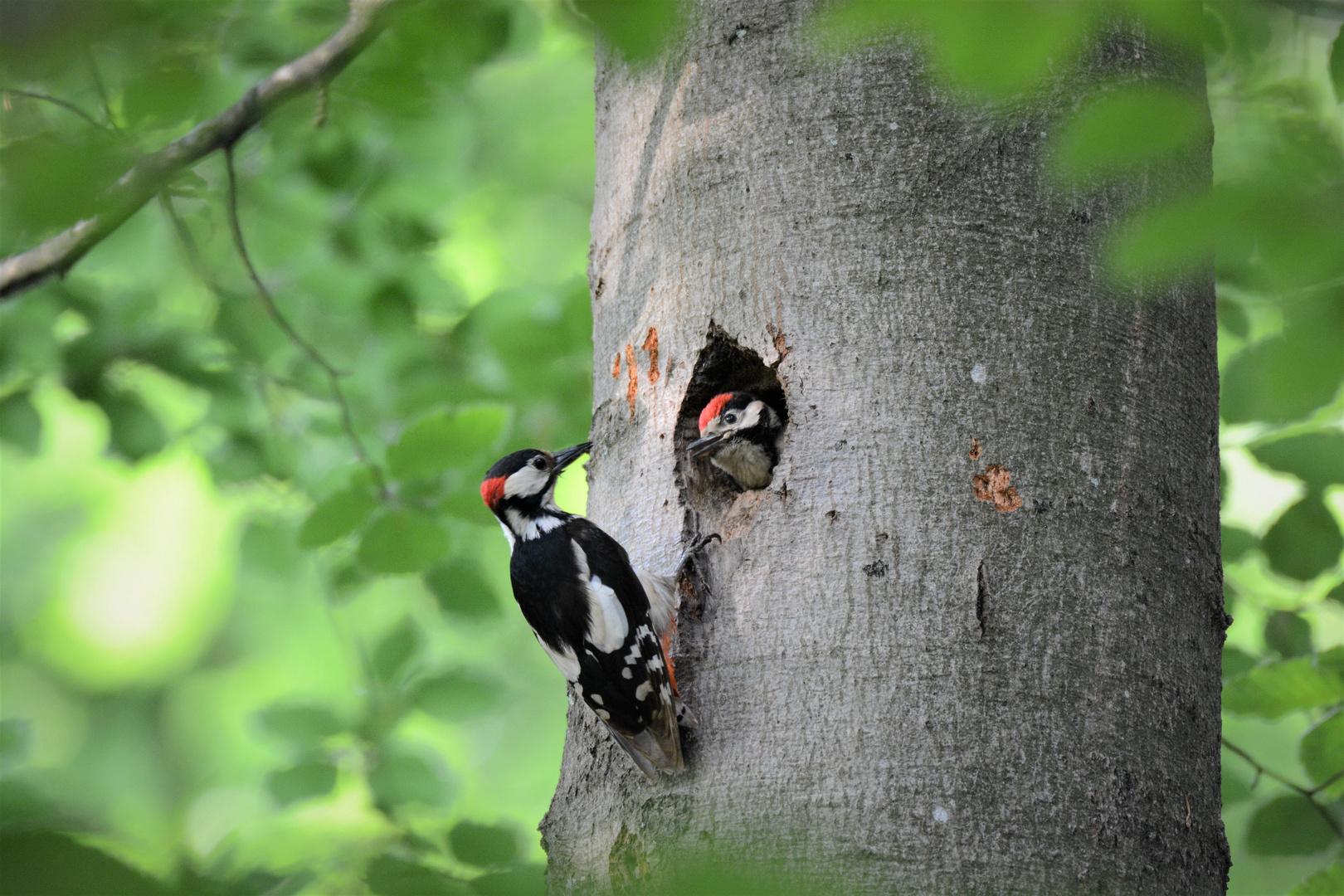 Buntspecht Foto & Bild | tiere, wildlife, wild lebende vögel Bilder auf ...